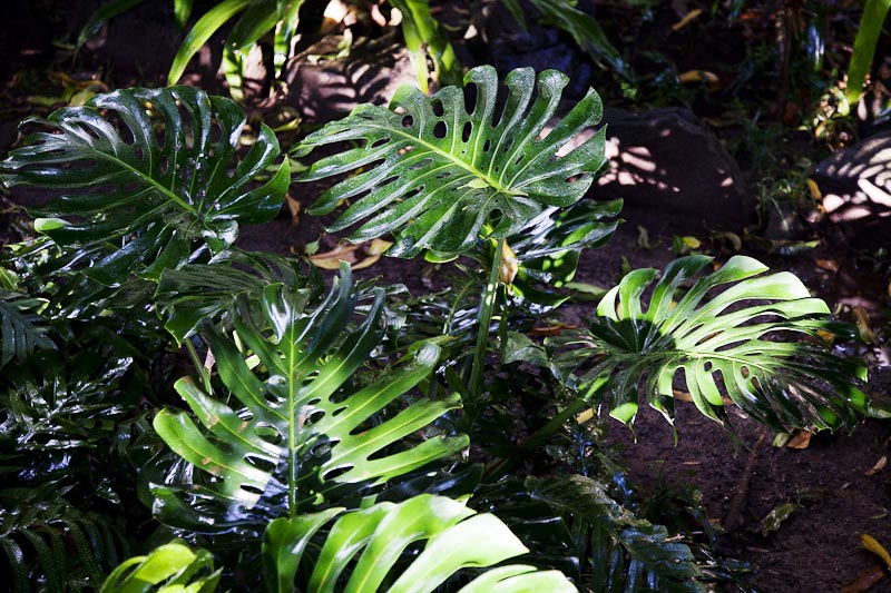 Bamboo or monstera? | i L i n d